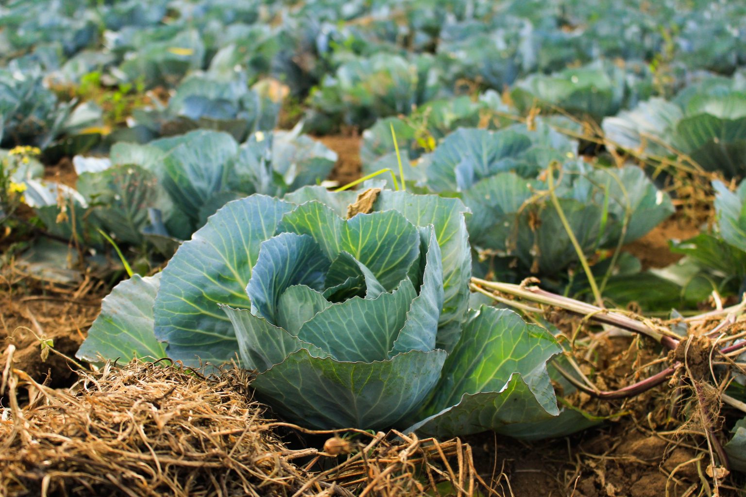» What Types of Cabbage are There?