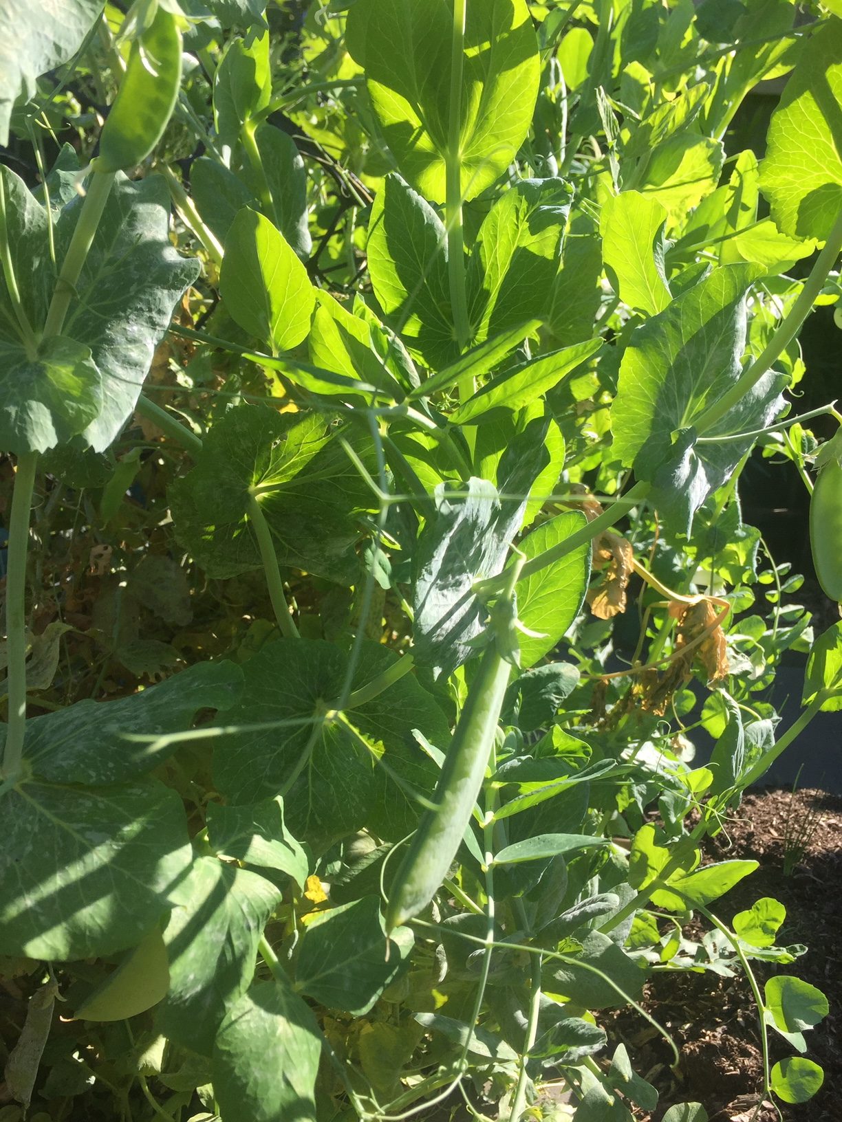 » What Climate Do Snow Peas Grow In?