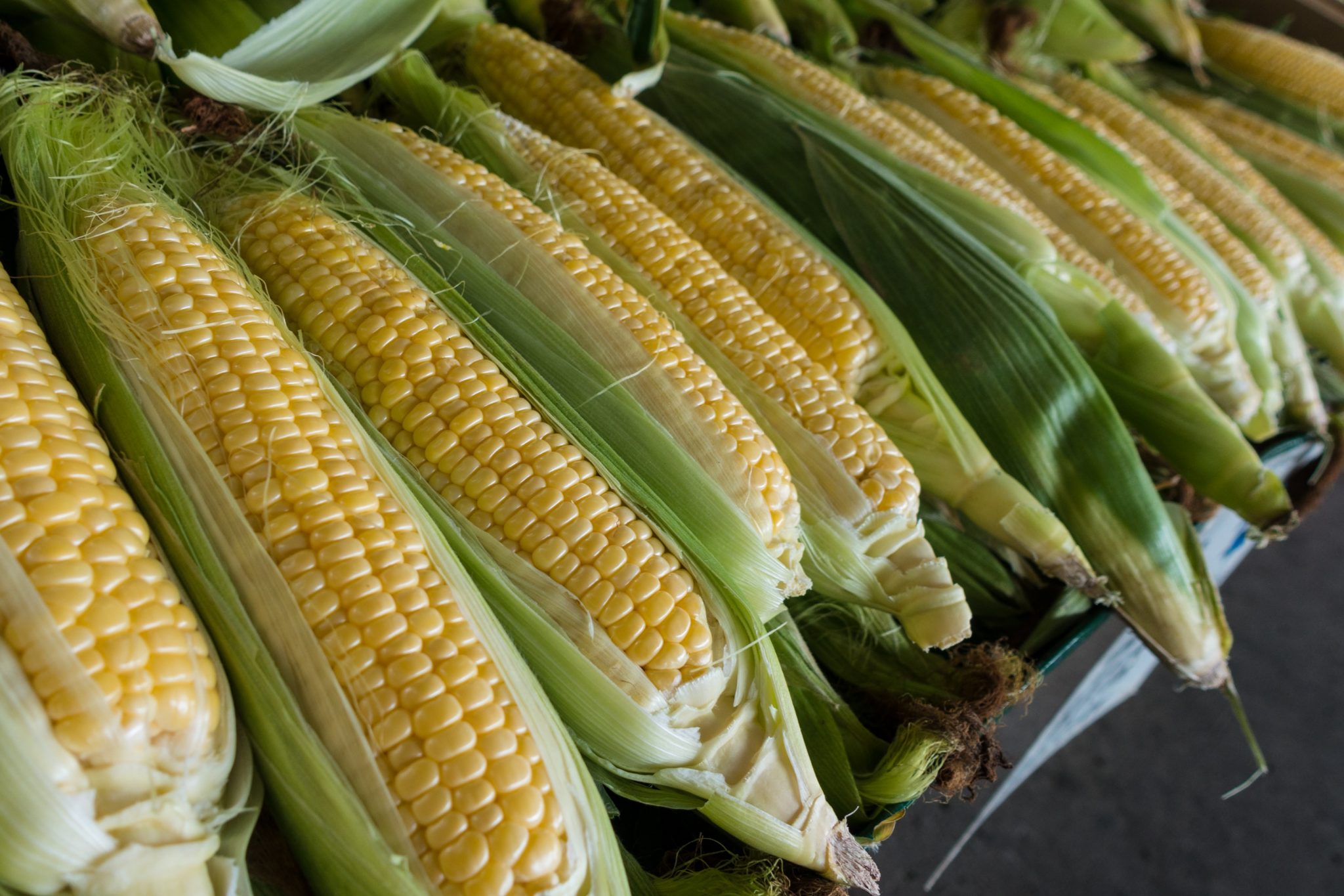 » Can You Save Corn Seeds For Next Year?