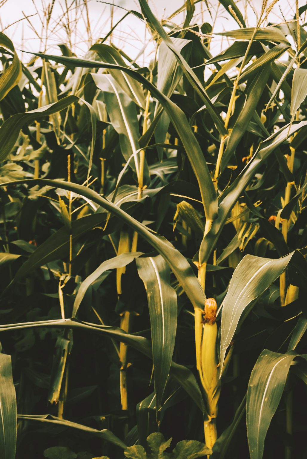 » Can You Save Corn Seeds For Next Year?