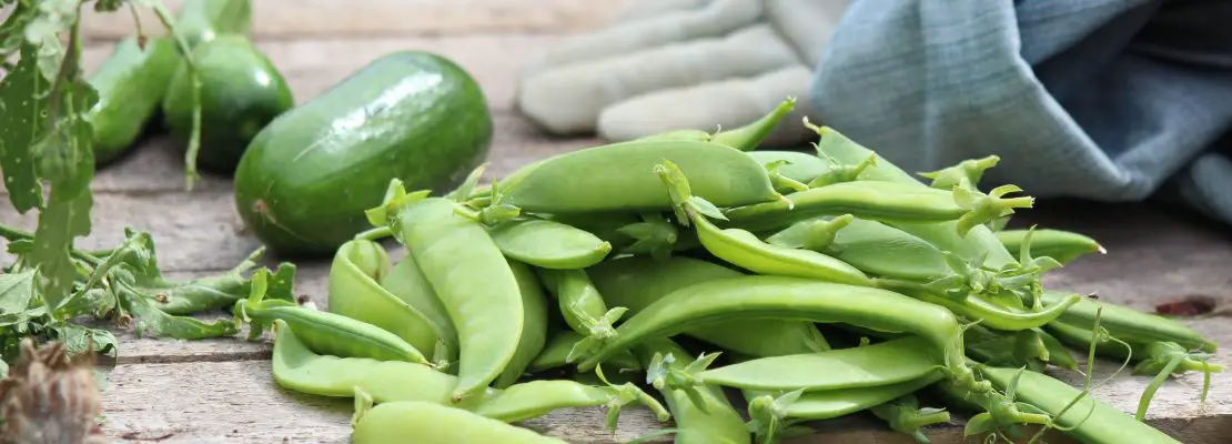 What Climate Do Snow Peas Grow In? – Plan Your Patch
