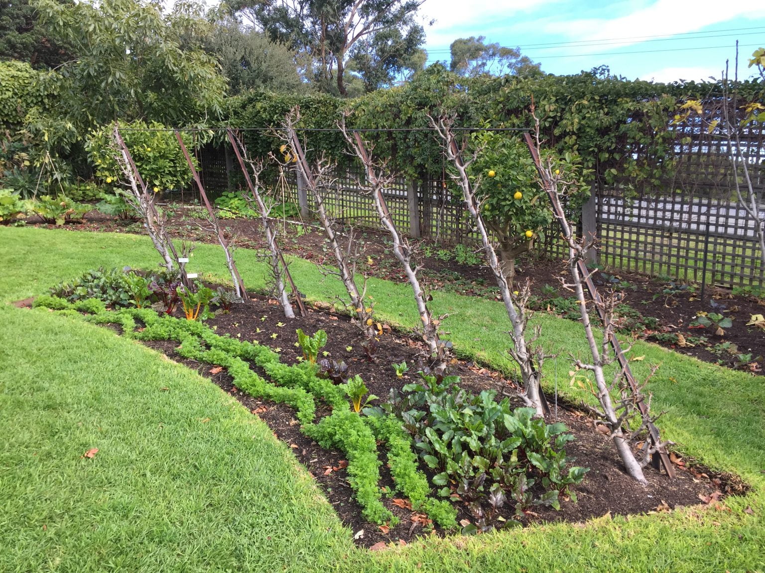 » 7 Easy Steps To Creating An Orchard In Your Own Yard