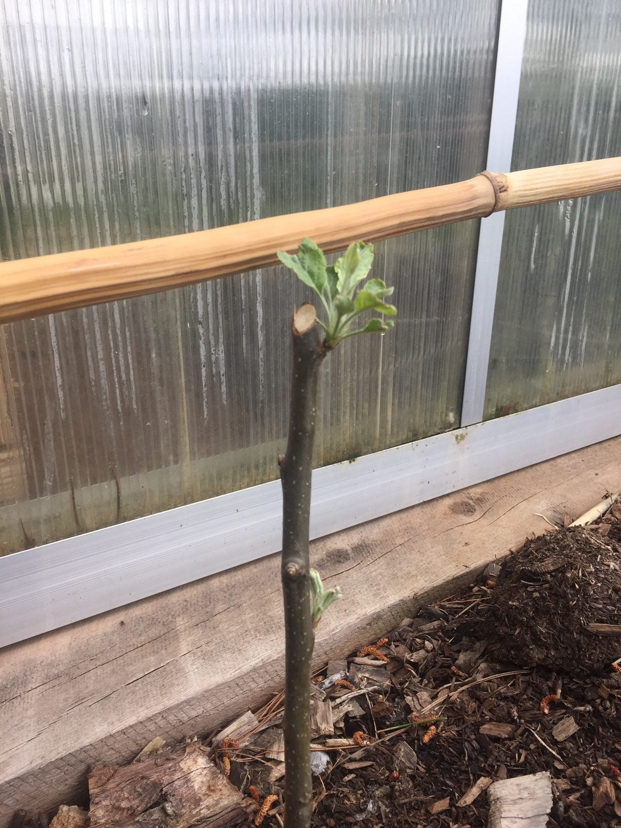 » 7 Easy Steps To Creating An Orchard In Your Own Yard