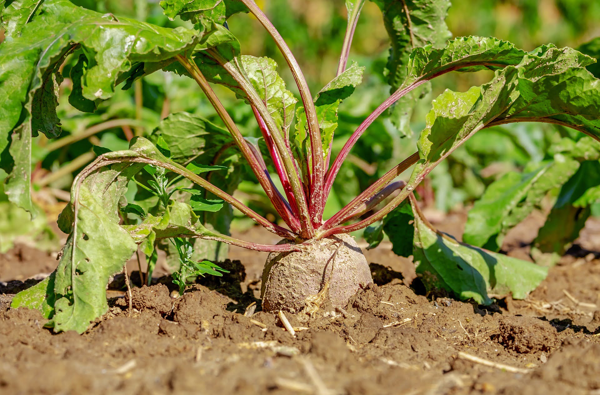 » Can You Grow Beetroot All Year Round?