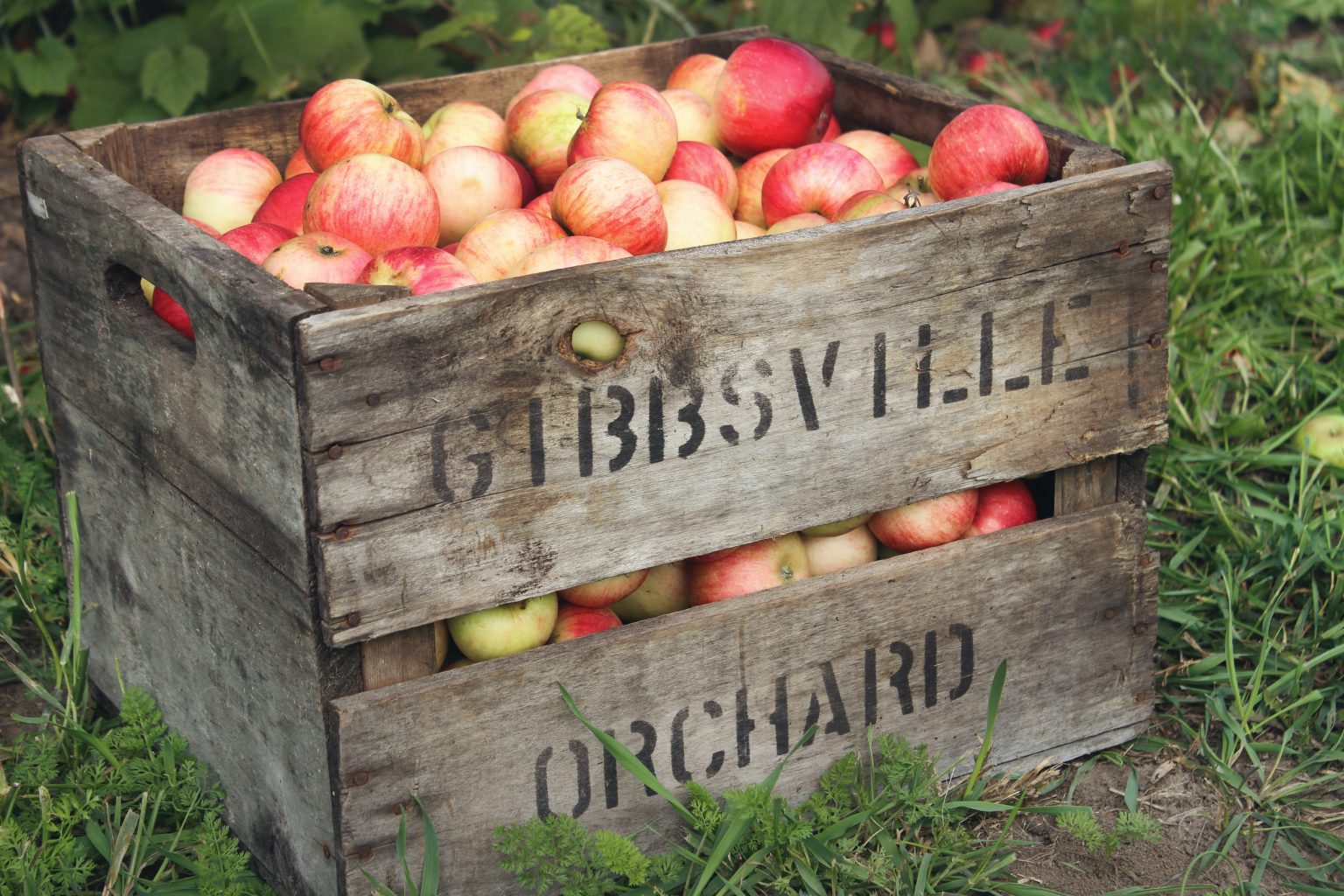 » 7 Easy Steps To Creating An Orchard In Your Own Yard