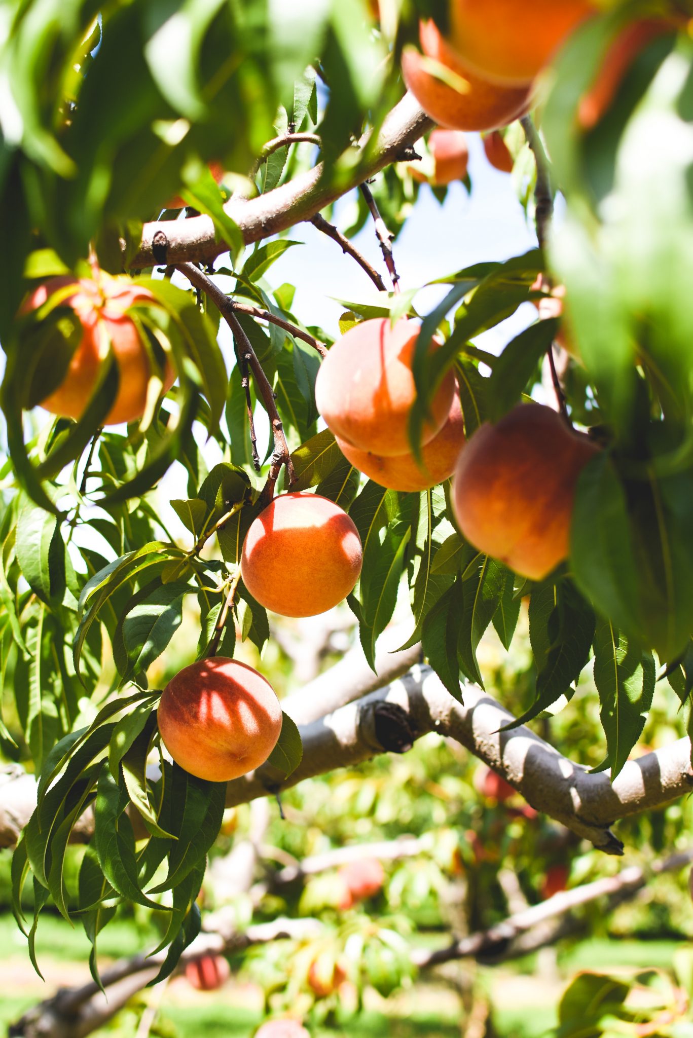 » 7 Easy Steps To Creating An Orchard In Your Own Yard