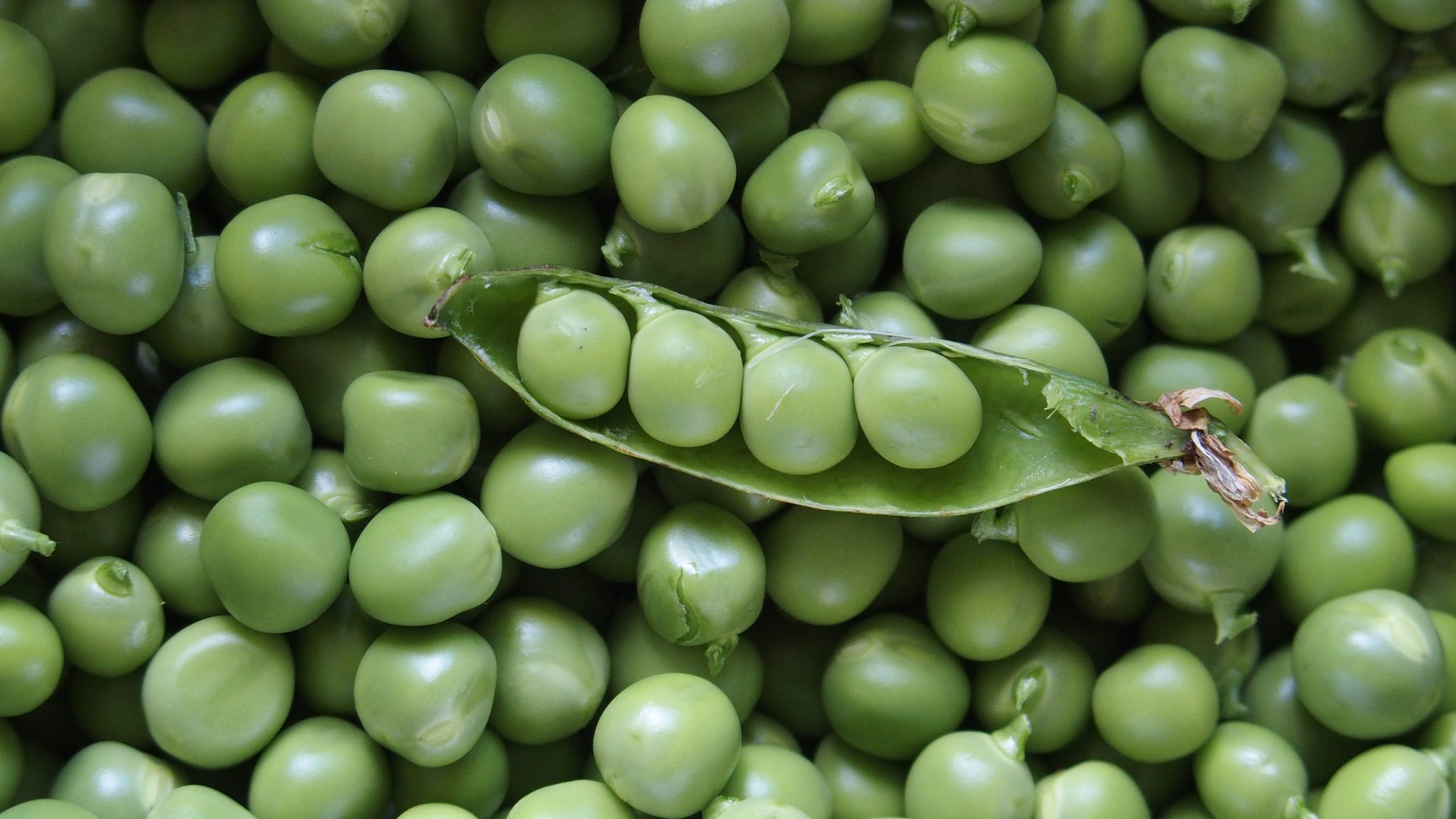 » How Many Peas Will One Plant Produce?