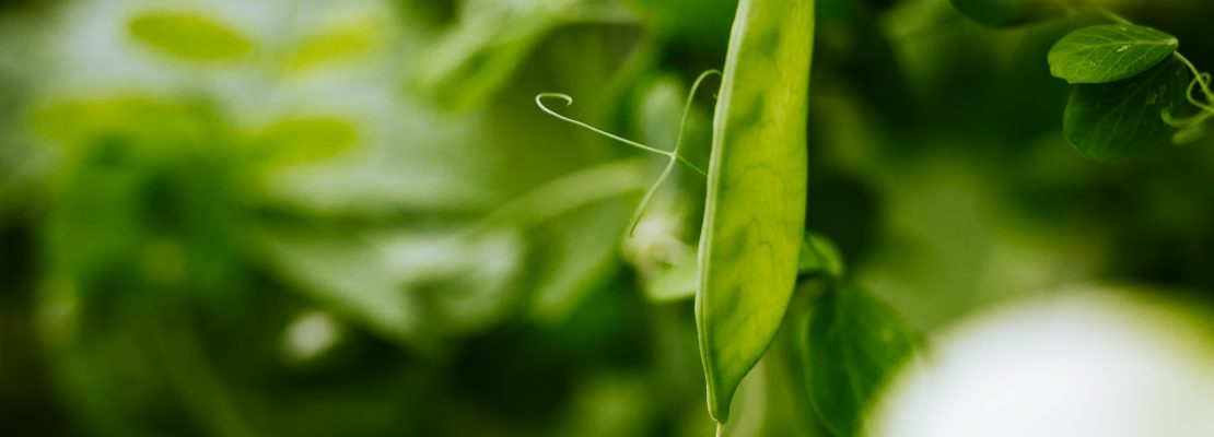 What Is The Best Fertilizer For Growing Peas? – Plan Your Patch