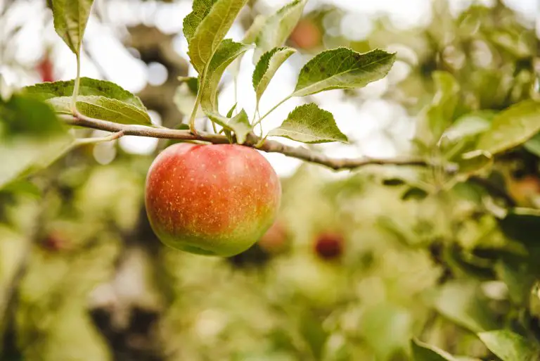 » How Many Apples Does One Tree Produce?