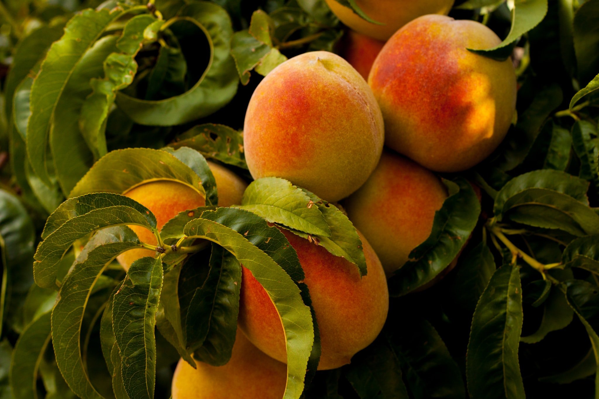 » How Many Peaches Does A Tree Produce?