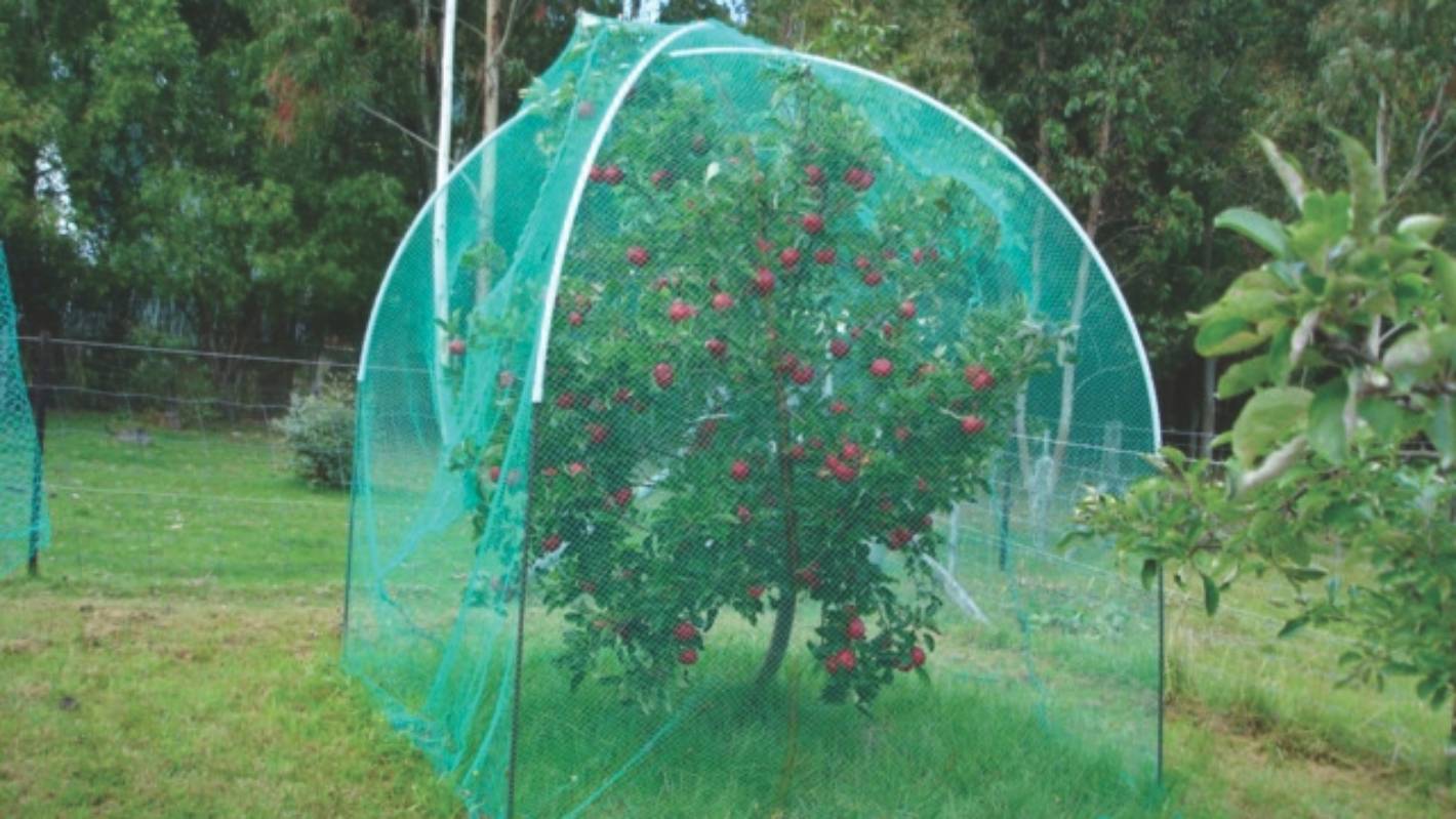 » At What Temperature Should You Cover Fruit Trees?
