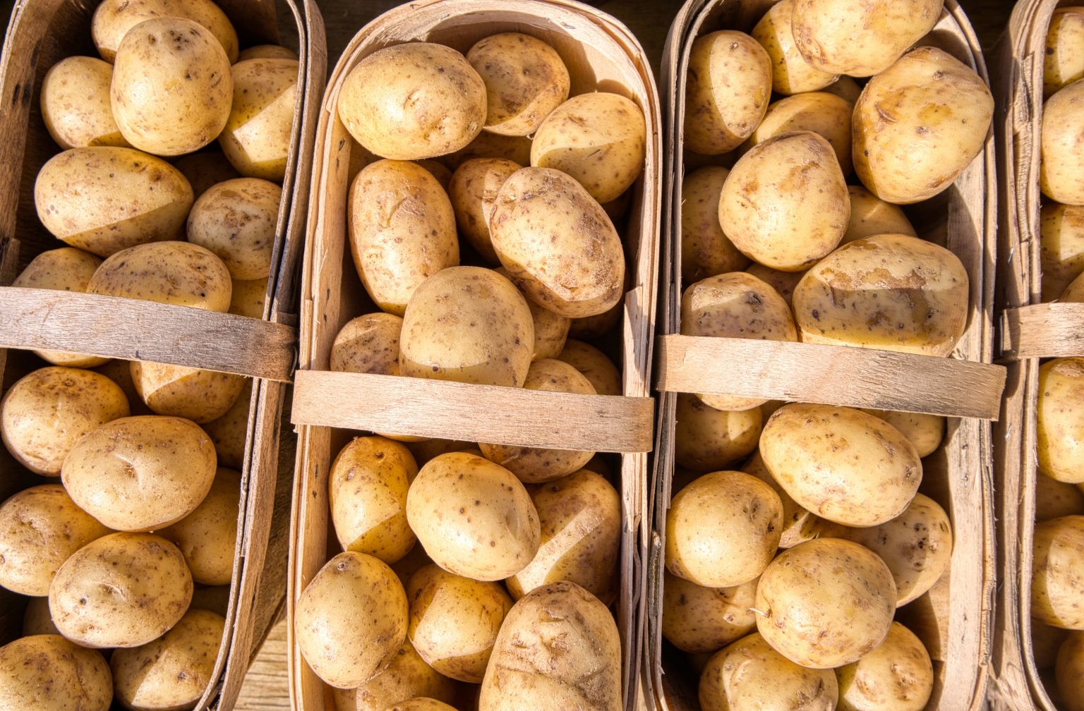 » Can You Plant Old Potatoes That Have Sprouted?