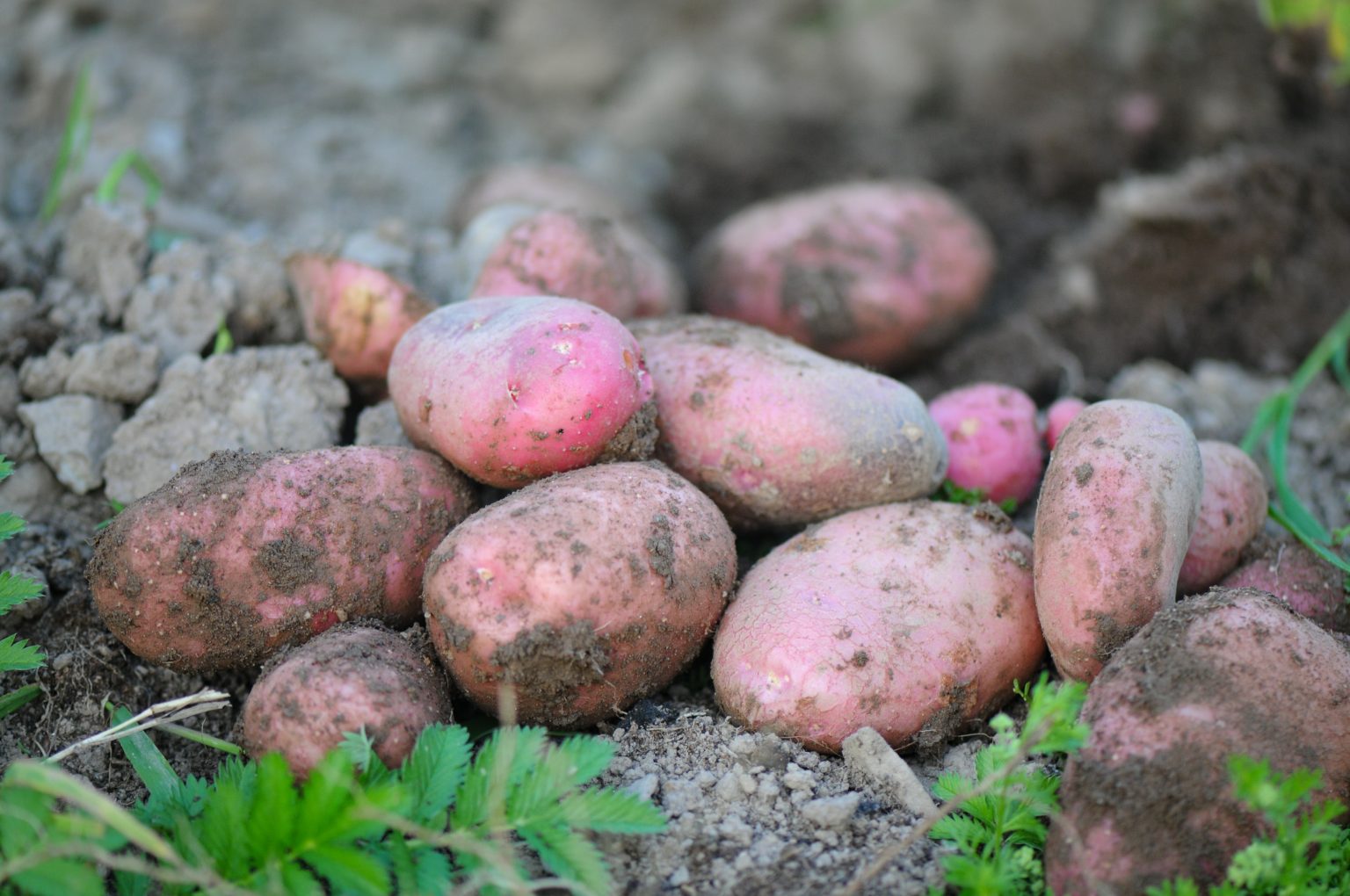 » Does Earthing Up Potatoes Improve Yield? Is It Worth Doing?