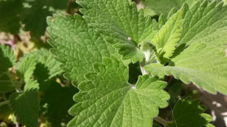 » Is Catmint Invasive? Will I Regret Planting It?