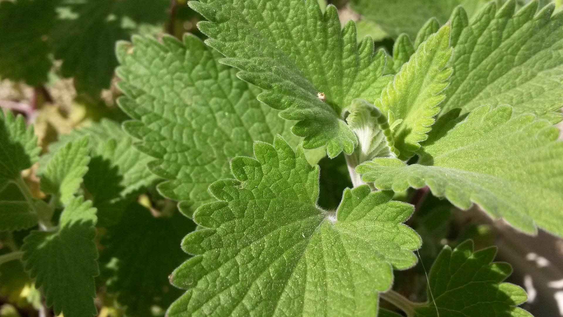 » Is Catmint Invasive? Will I Regret Planting It?