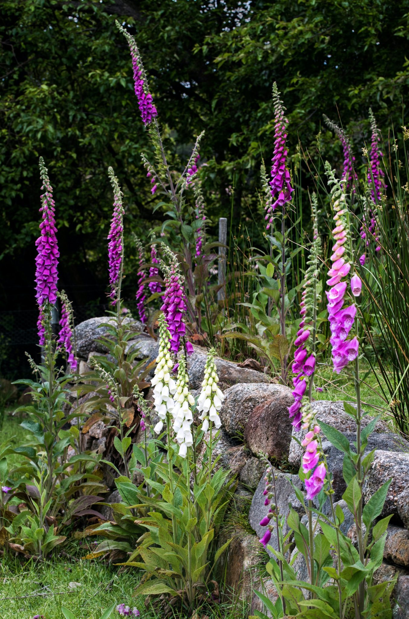 » Are Foxgloves Poisonous? Can You Touch Them?