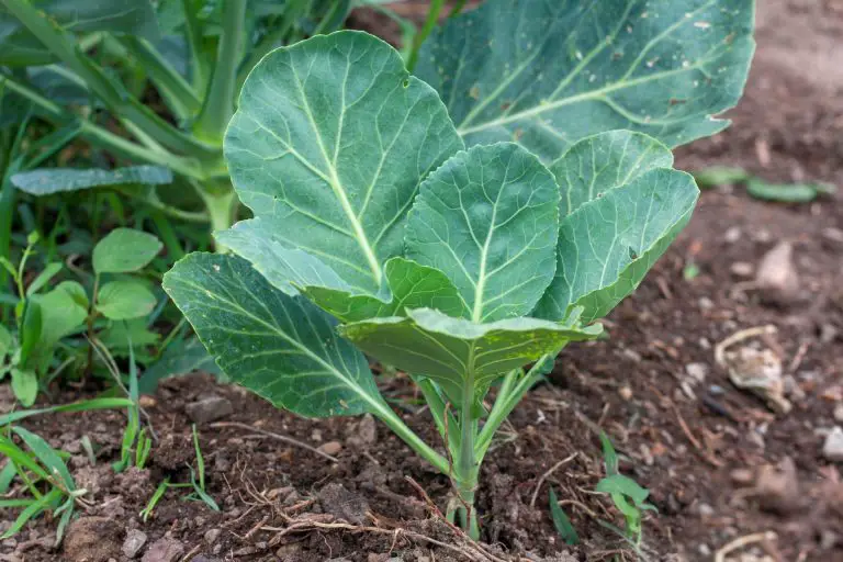 » Collard Greens Vs Kale: What’s the Difference And How To Tell Them Apart