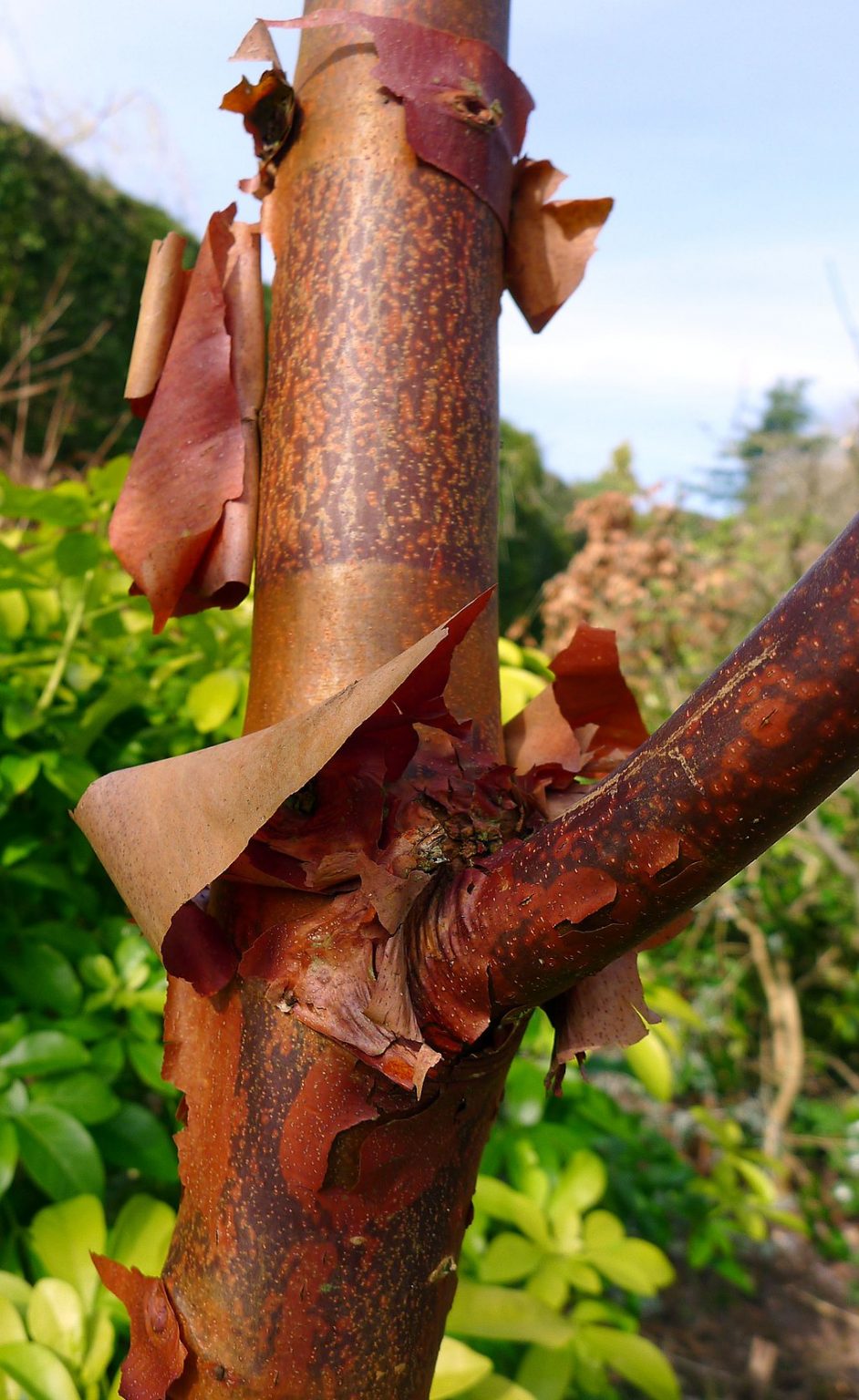 » What Is A Chinese Maple? How Does It Differ From Other Maple Trees?