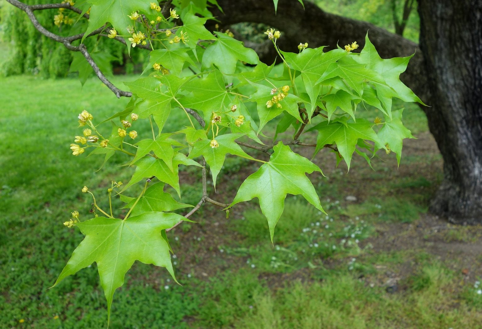 » What Is A Chinese Maple? How Does It Differ From Other Maple Trees?