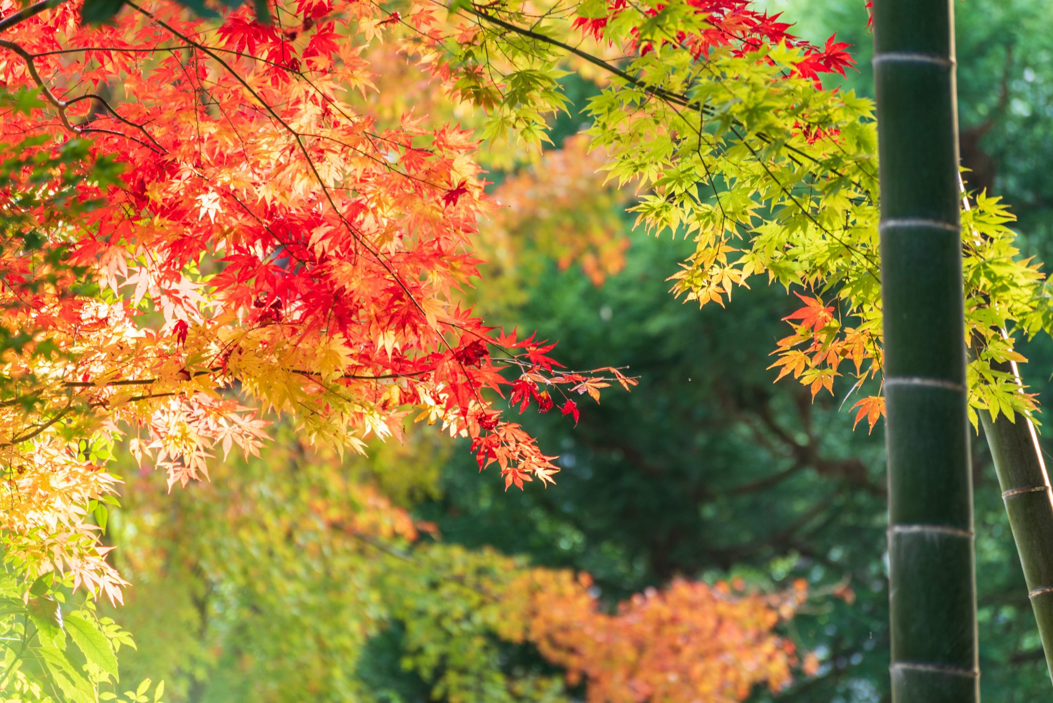 » What Is A Chinese Maple? How Does It Differ From Other Maple Trees?