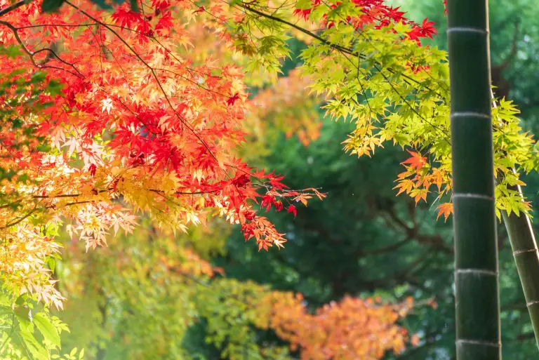 » What Is A Chinese Maple? How Does It Differ From Other Maple Trees?