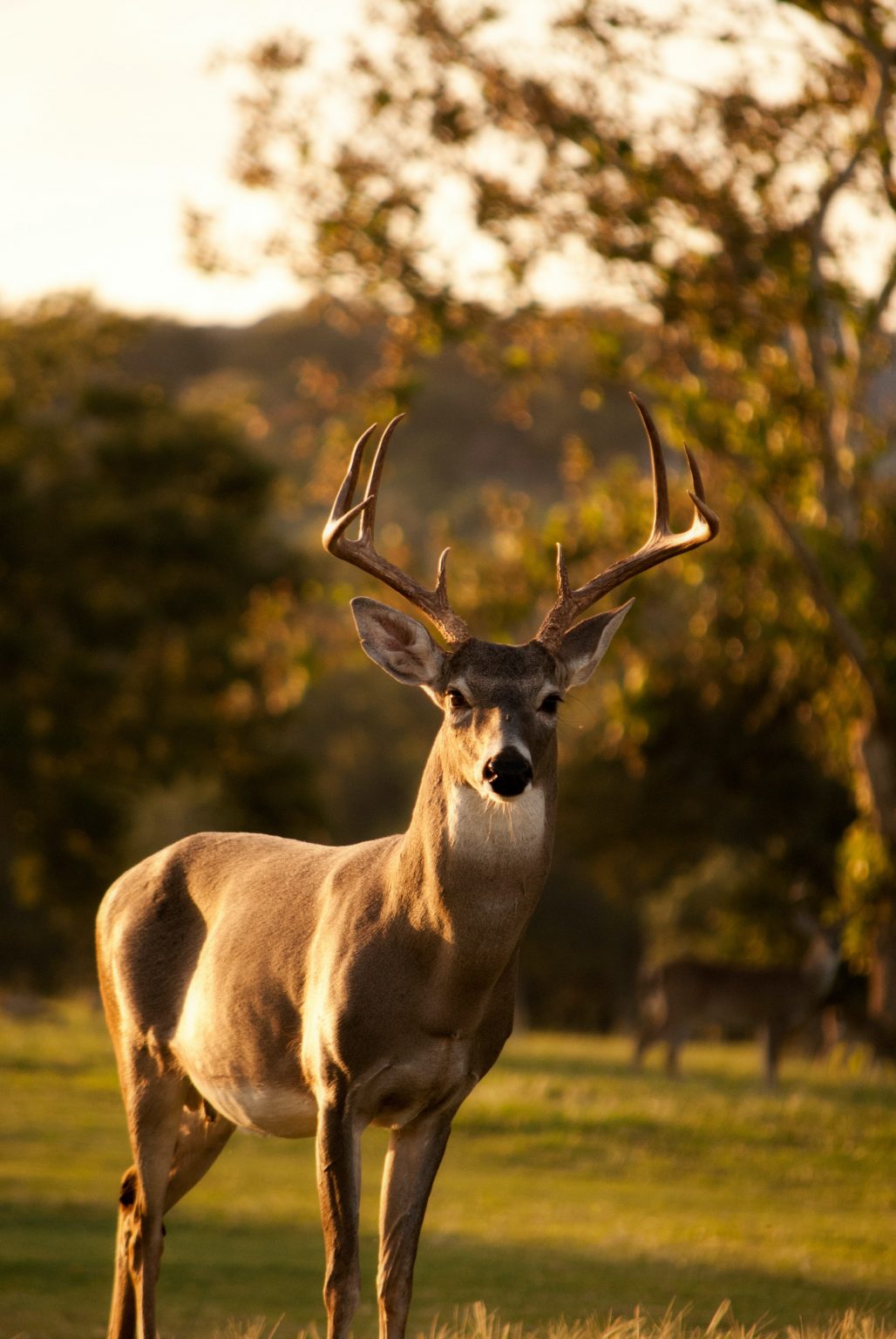 » How High Can A Deer Jump? (And What Type Of Fence Do I Need To Build ...