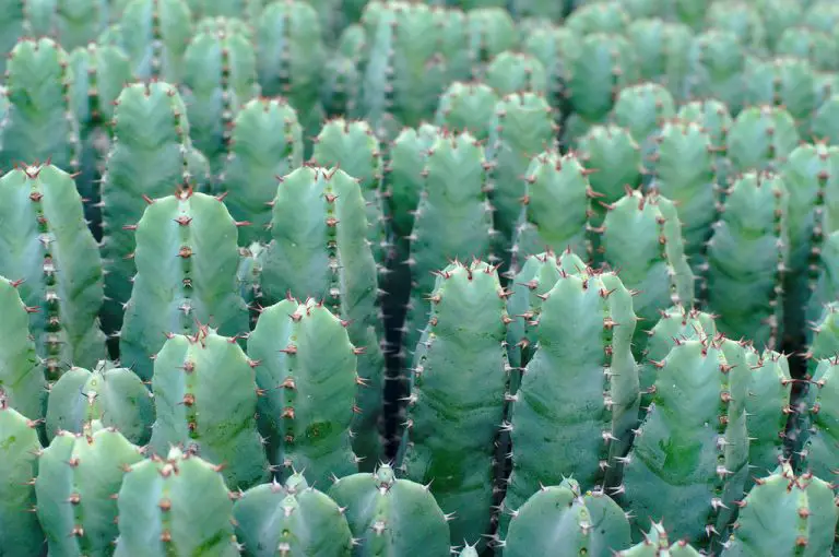 » Are Cactus Poisonous? And What To Do If You Get Pricked.