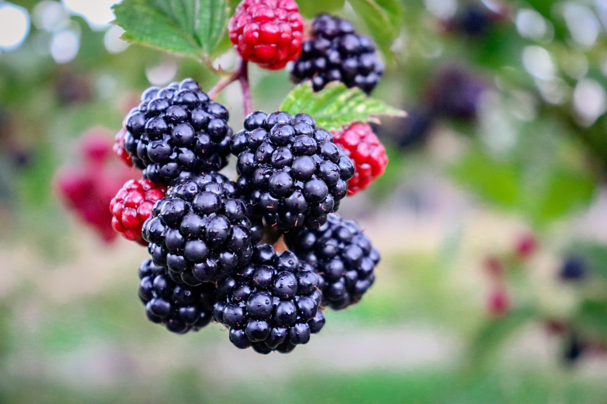» Blueberry vs Blackberry: What Are The Differences?