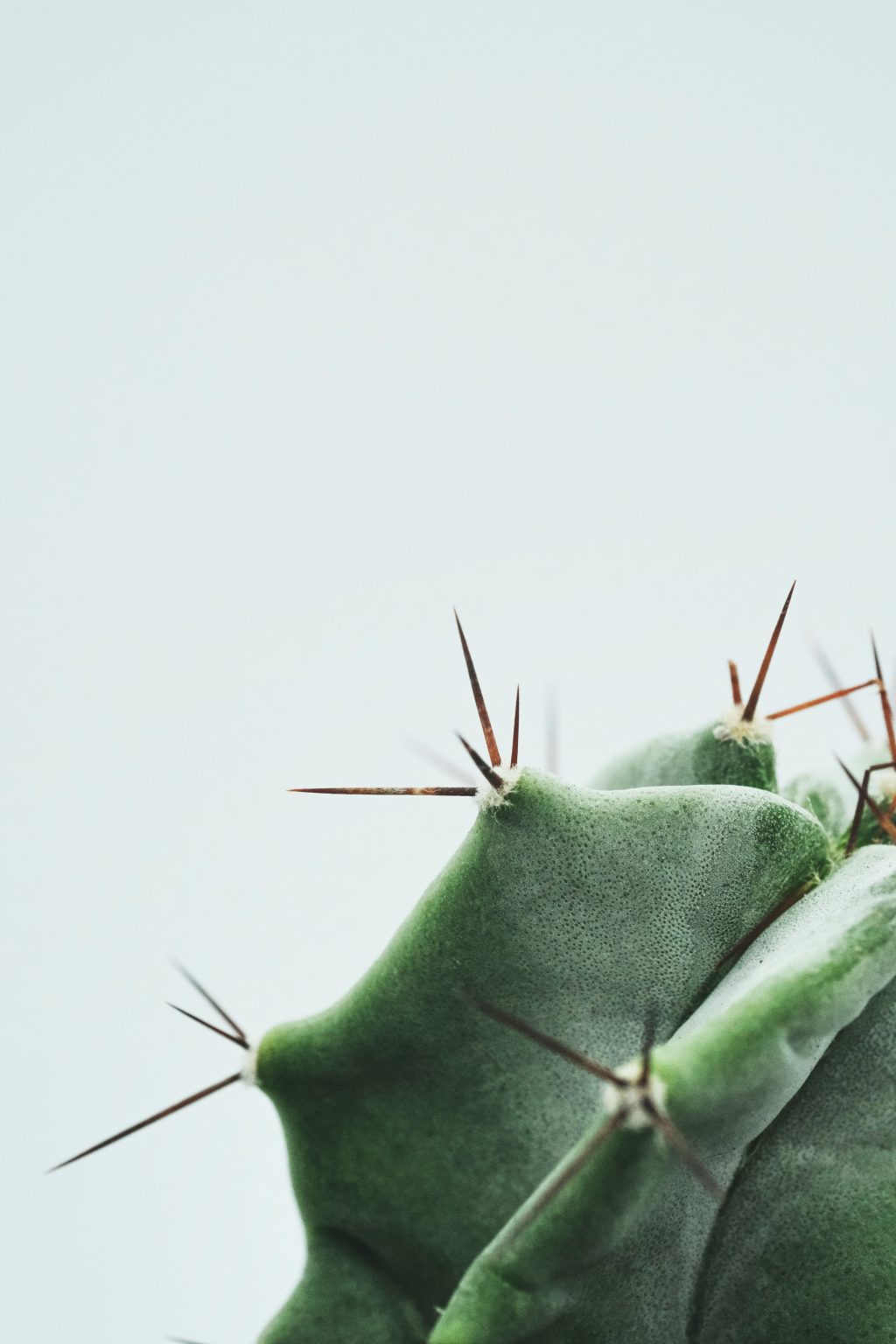 » Are Cactus Poisonous? And What To Do If You Get Pricked.