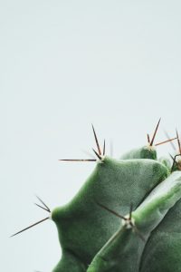 » Are Cactus Poisonous? And What To Do If You Get Pricked.