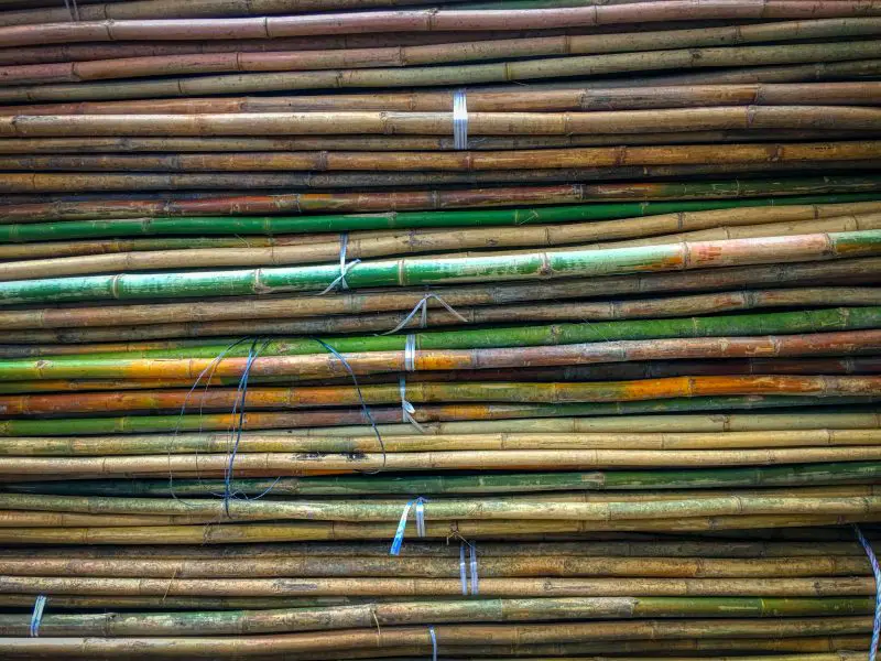 » Sugar Cane Vs Bamboo: Is There A Difference?