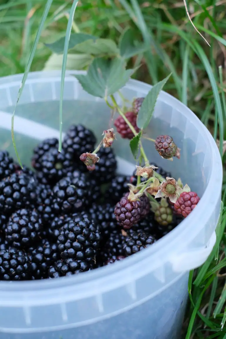 » Blueberry vs Blackberry: What Are The Differences?