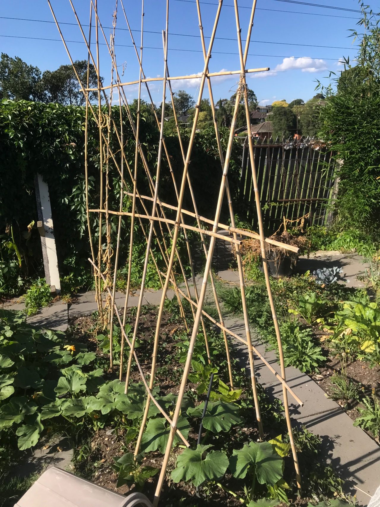 » How Do You Make A Support For Sweet Peas?