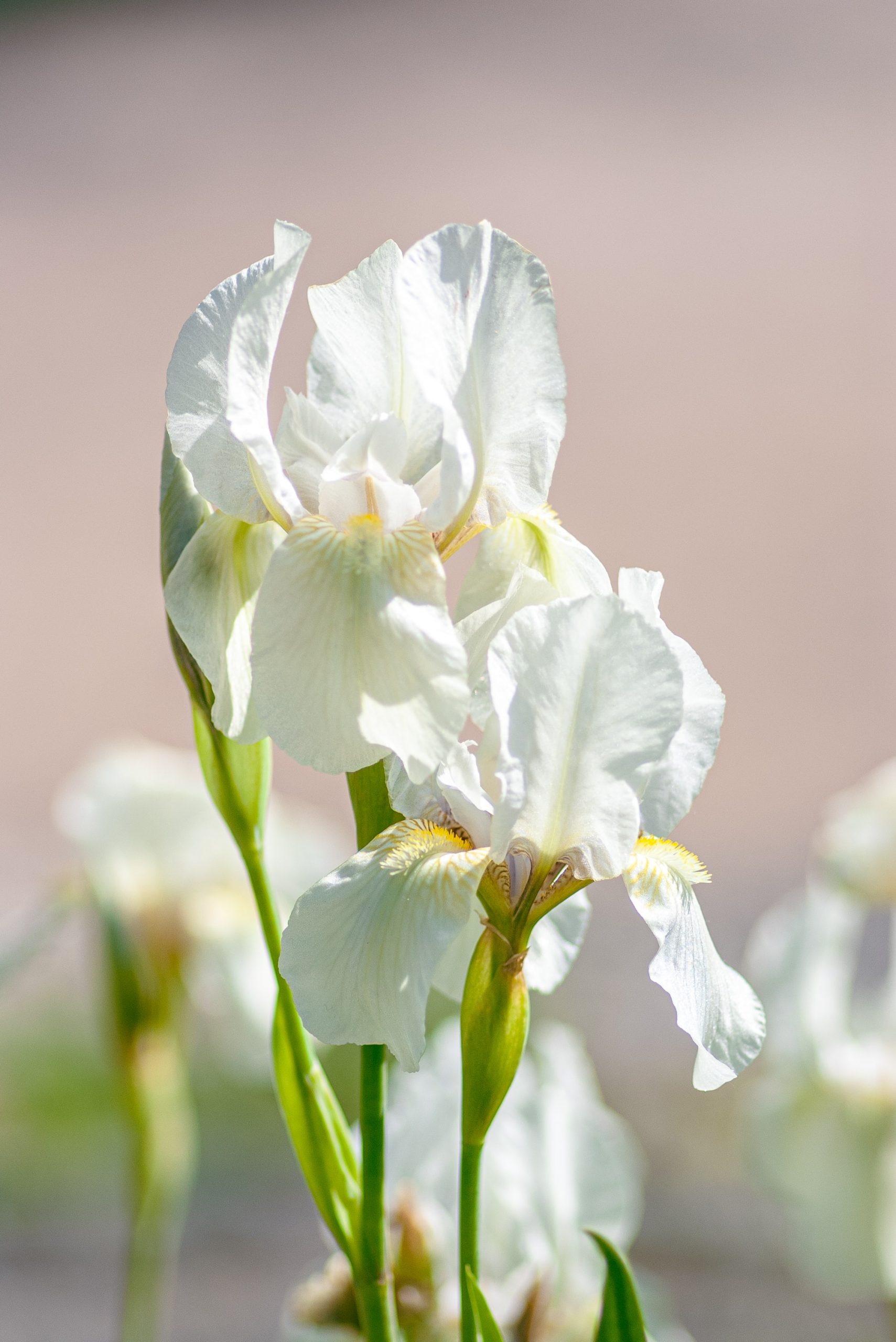 » Do Irises Spread? Are They Invasive?