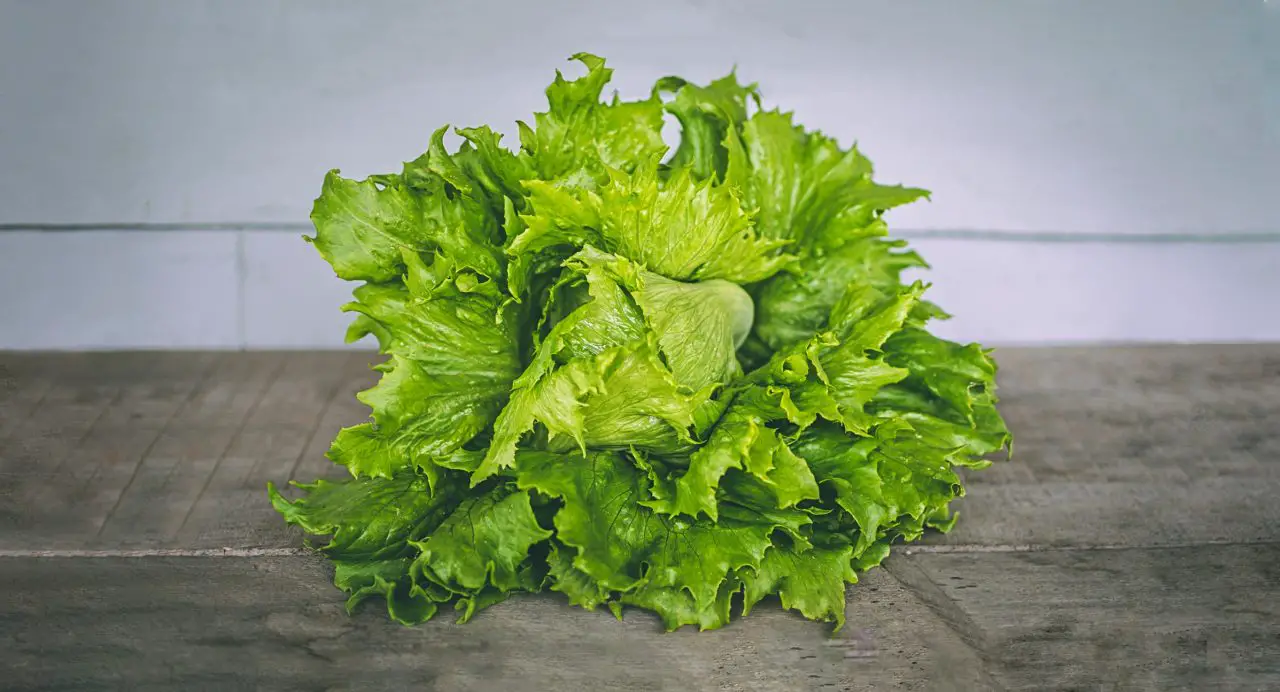 » How Much Does One Lettuce Plant Yield?