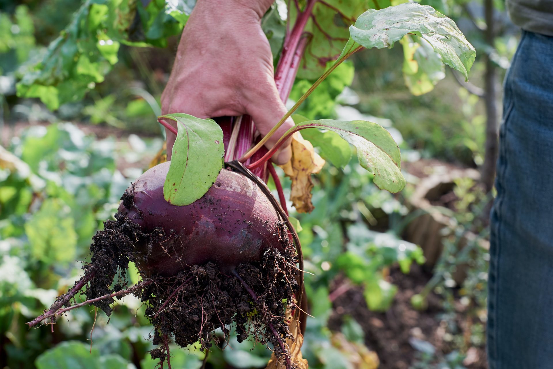 » Does Beetroot Grow Underground?
