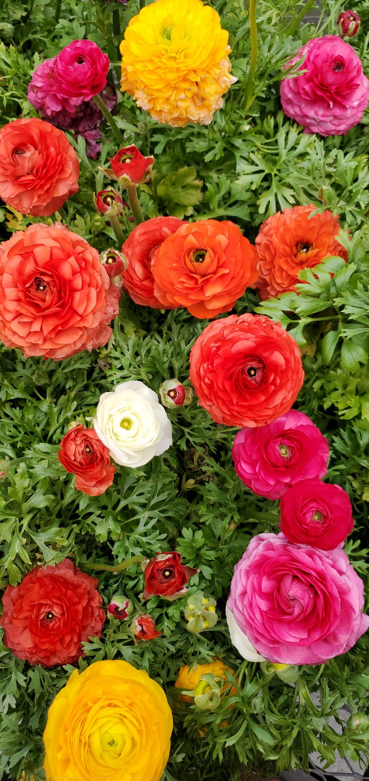 » Do Ranunculus Spread? Are They Invasive?