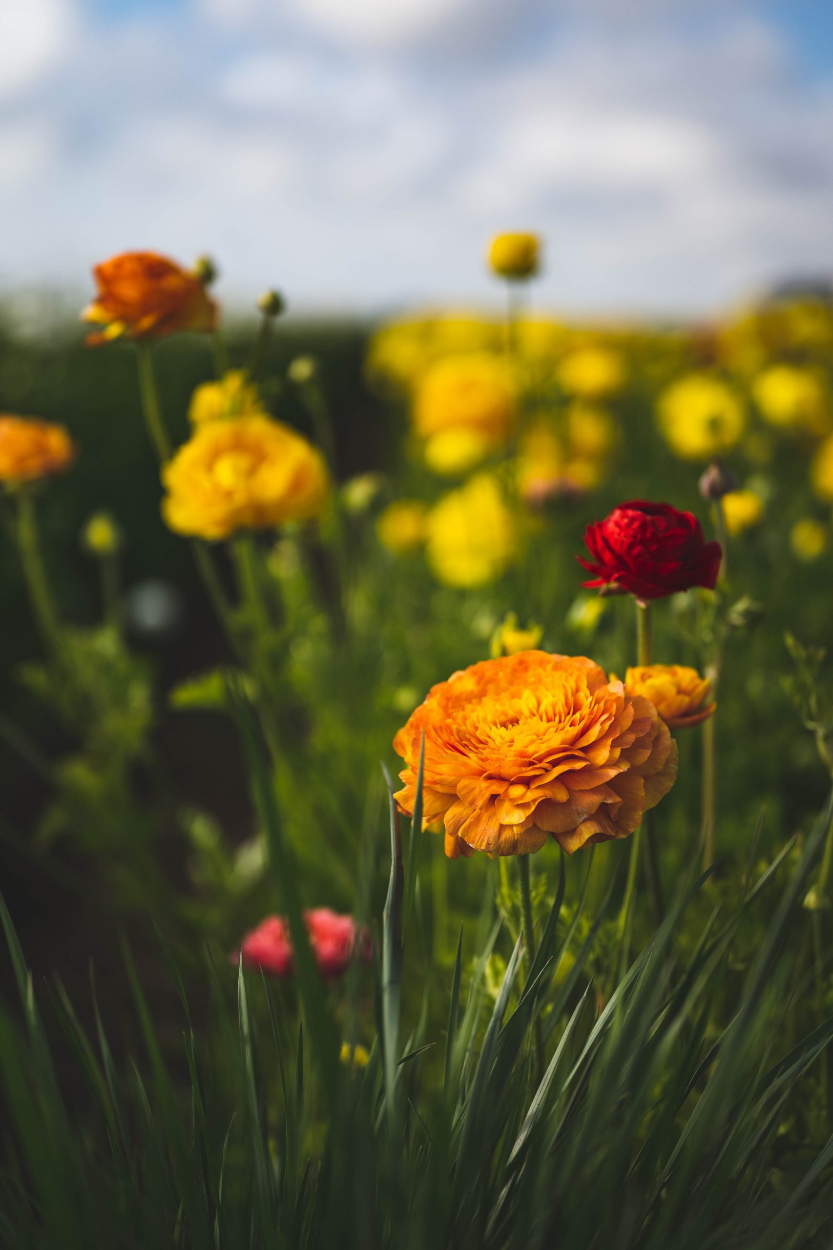 » Do Ranunculus Spread? Are They Invasive?