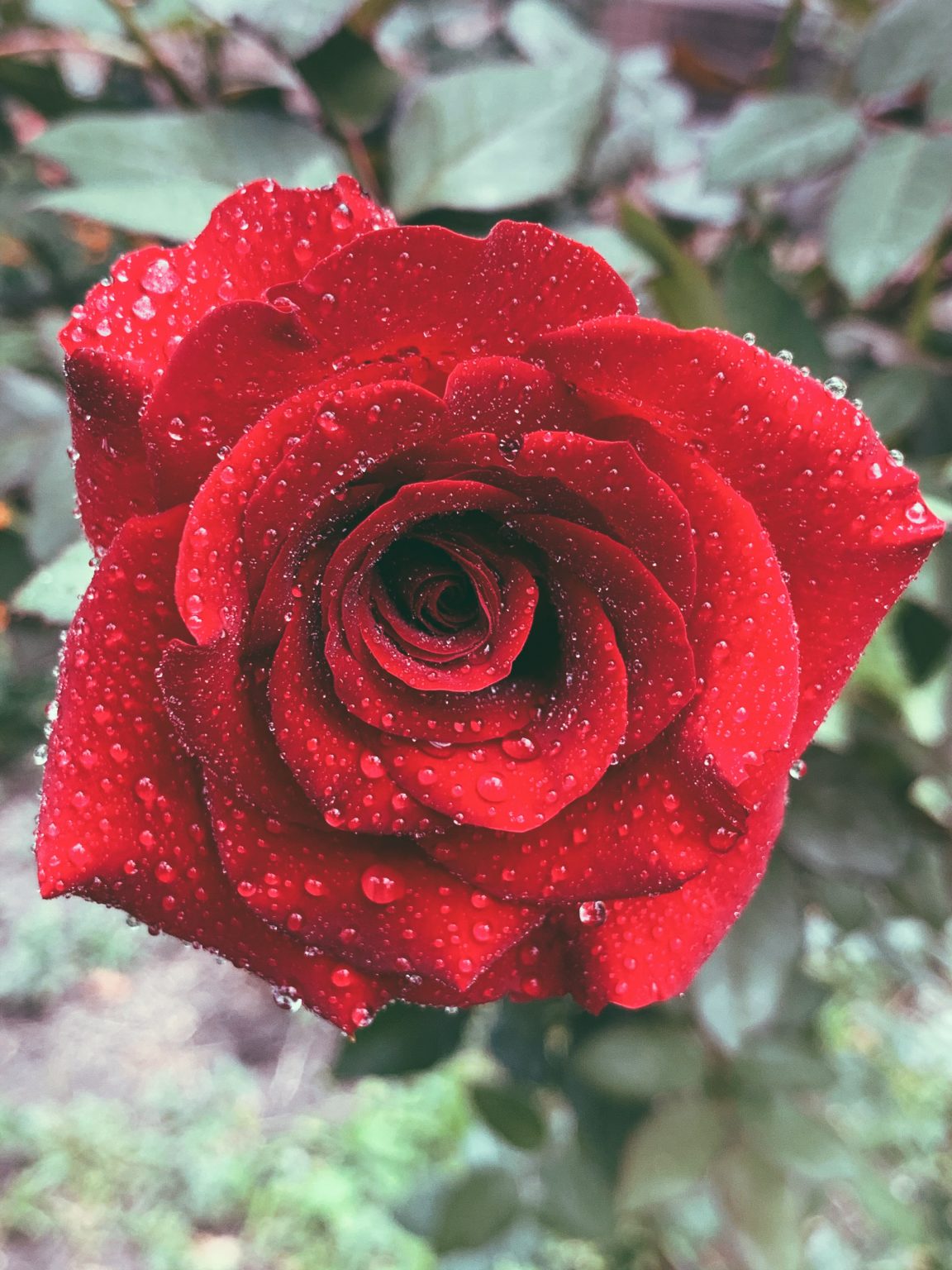 » Rose vs Tulip: What Is The Difference And Which One Is Better?