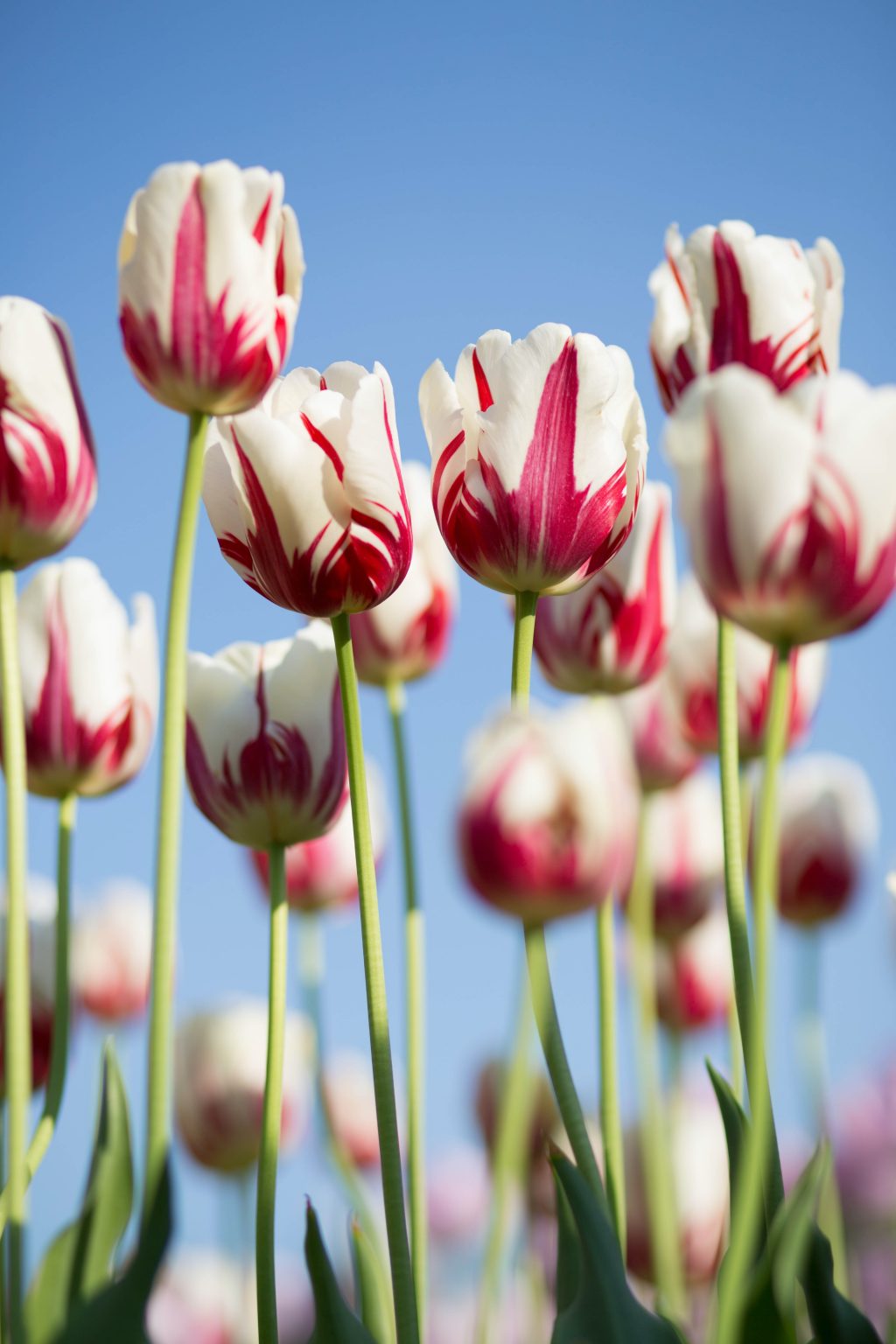 Rose vs Tulip: What Is The Difference And Which One Is Better? – Plan ...
