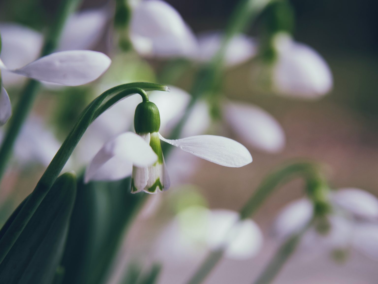 » Do Snowdrops Spread? Are They Invasive?