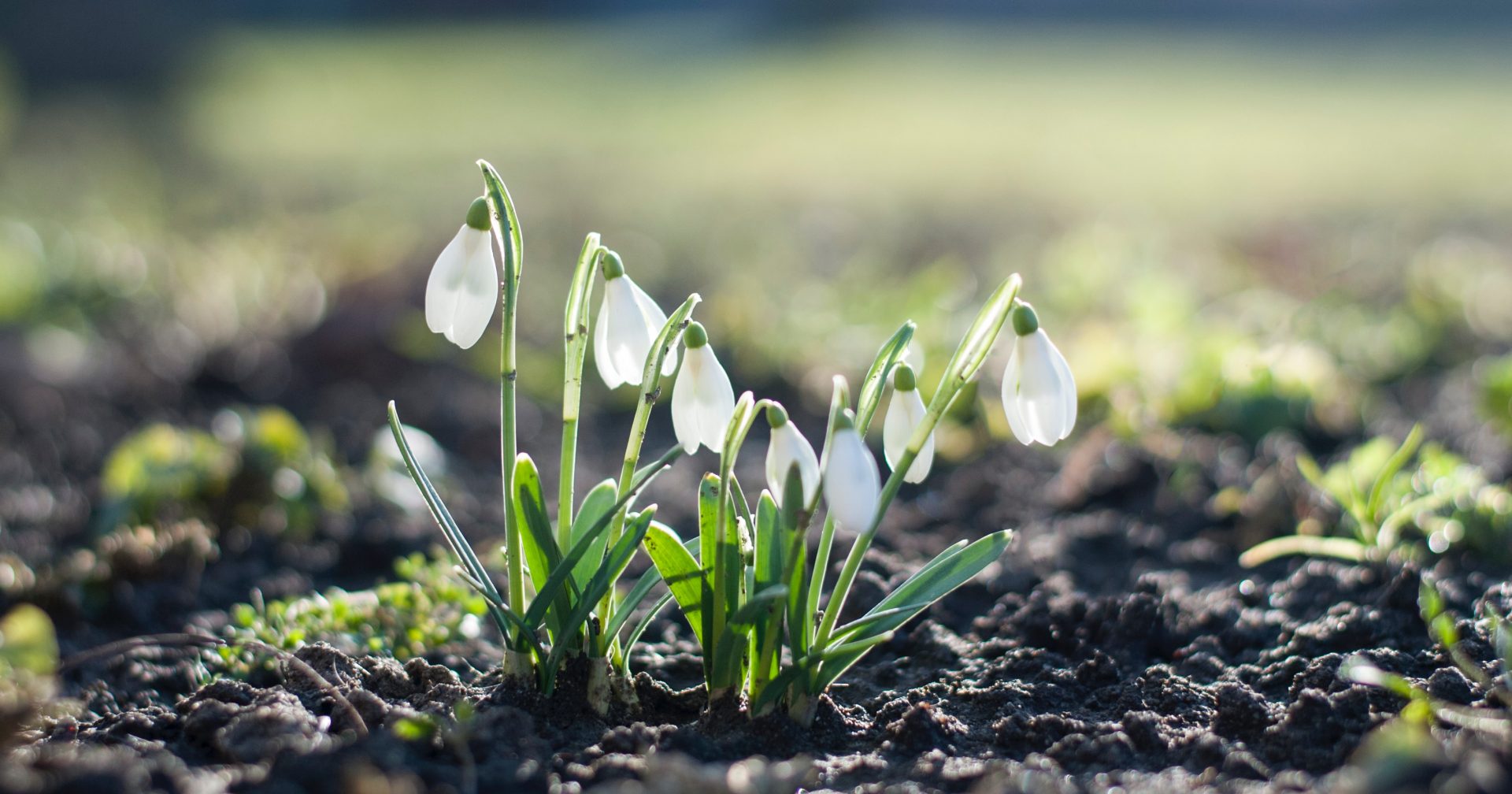 » What Is The Difference Between Snowdrops And Lily Of The Valley?