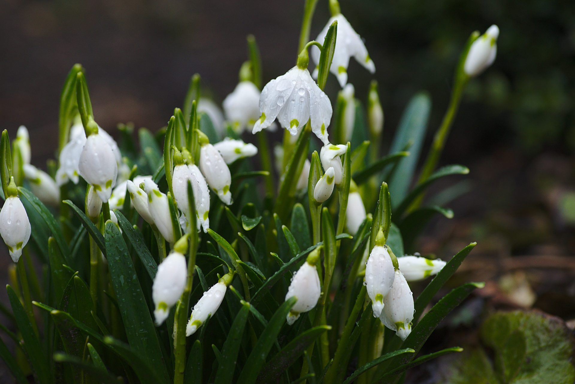 » Do Snowdrops Spread? Are They Invasive?
