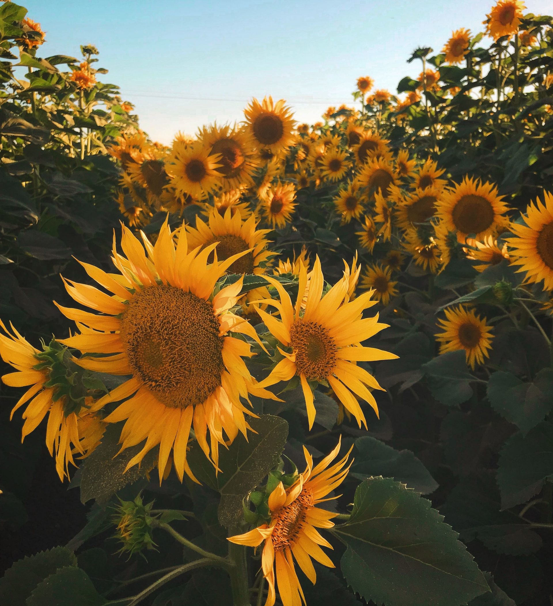 » Do Sunflowers Spread? Are They Invasive?