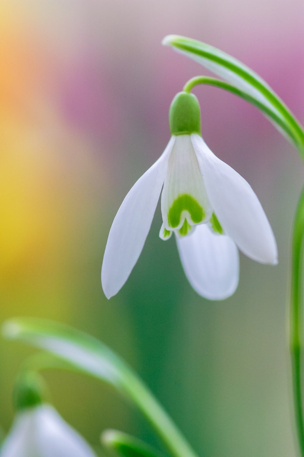 » What Is The Difference Between Snowdrops And Lily Of The Valley?